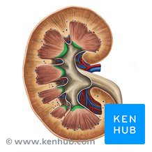 Renal Papilla Anatomy And Function Kenhub