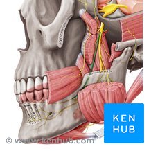 Nervio lingual: Anatomía y función | Kenhub