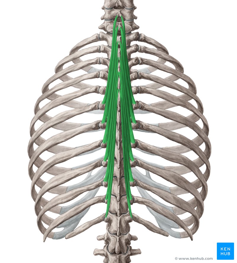 Músculo semi-espinhal do tórax: Anatomia e Função | Kenhub