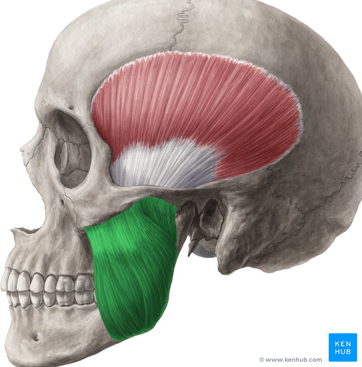 Musculus masseter - Anatomie, Funktion und Masseterreflex | Kenhub