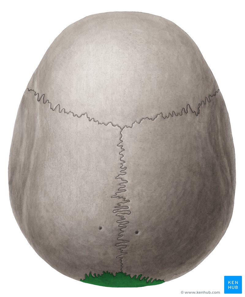 Calvaria: Anatomia, ossos e suturas | Kenhub