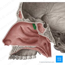 Lateral wall of the nasal cavity: Anatomy and diagrams | Kenhub