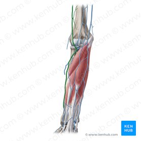 Cephalic vein: Anatomy and clinical points | Kenhub
