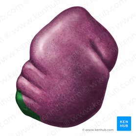 Milz (Splen) - Anatomie & Physiologie | Kenhub