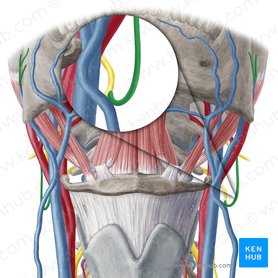 Great auricular nerve: origin, course and function | Kenhub