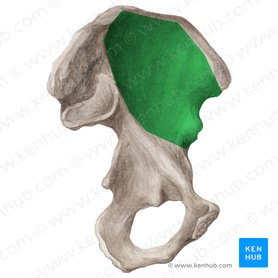 Iliac fossa: definition, structure and function | Kenhub