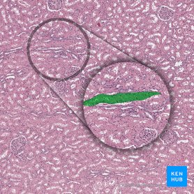 Riñón: Estructura del riñón y nefrona, funciones | Kenhub