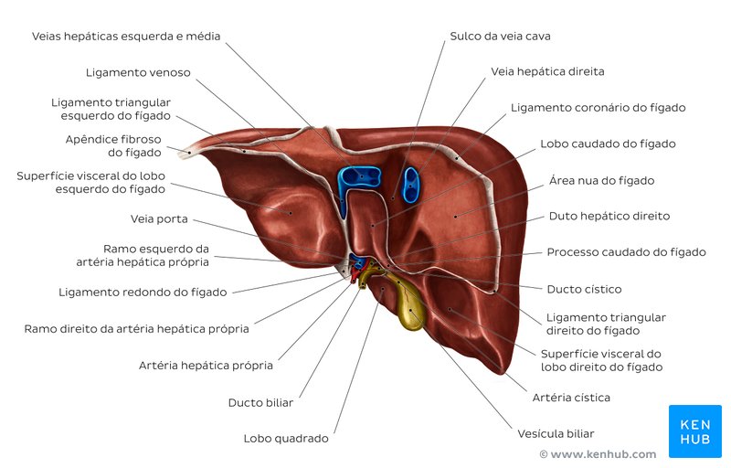Fígado e vesícula biliar - Anatomia, localização e função | Kenhub