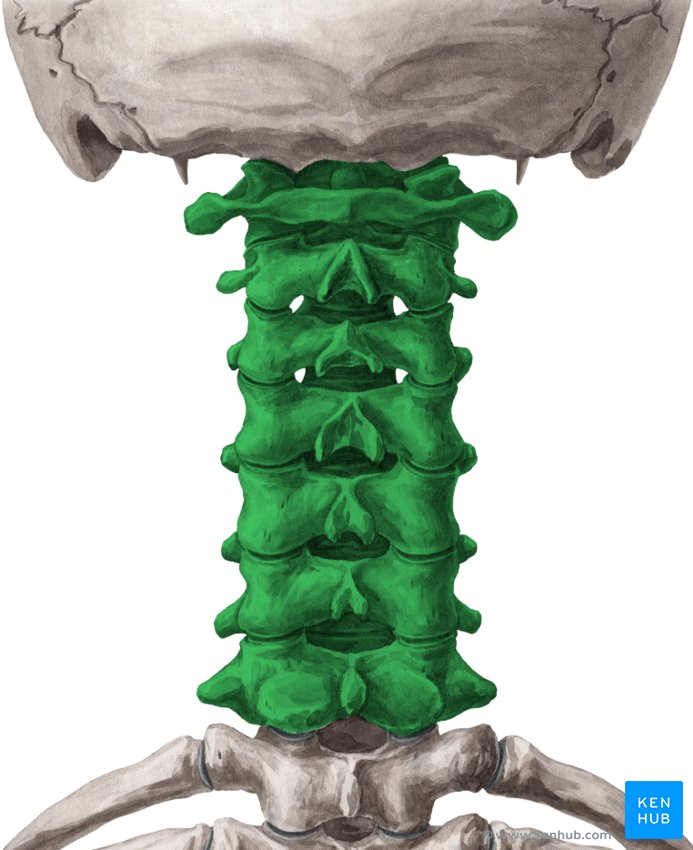 Halswirbelsäule (HWS) - Anatomie, Aufbau, Atlas & Axis | Kenhub