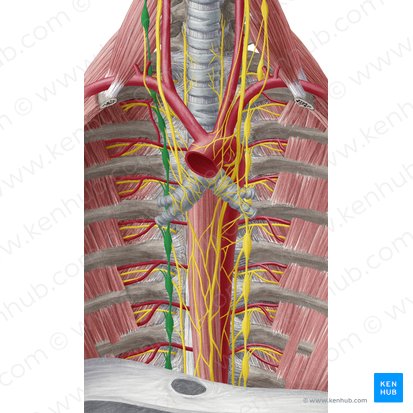 Truncus sympathicus: Anatomie, Funktion, Klinik | Kenhub