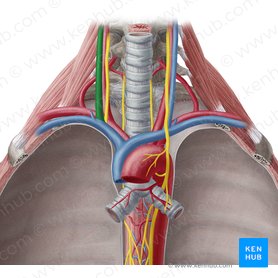 Internal jugular vein: Origin, course, drainage, JVP | Kenhub