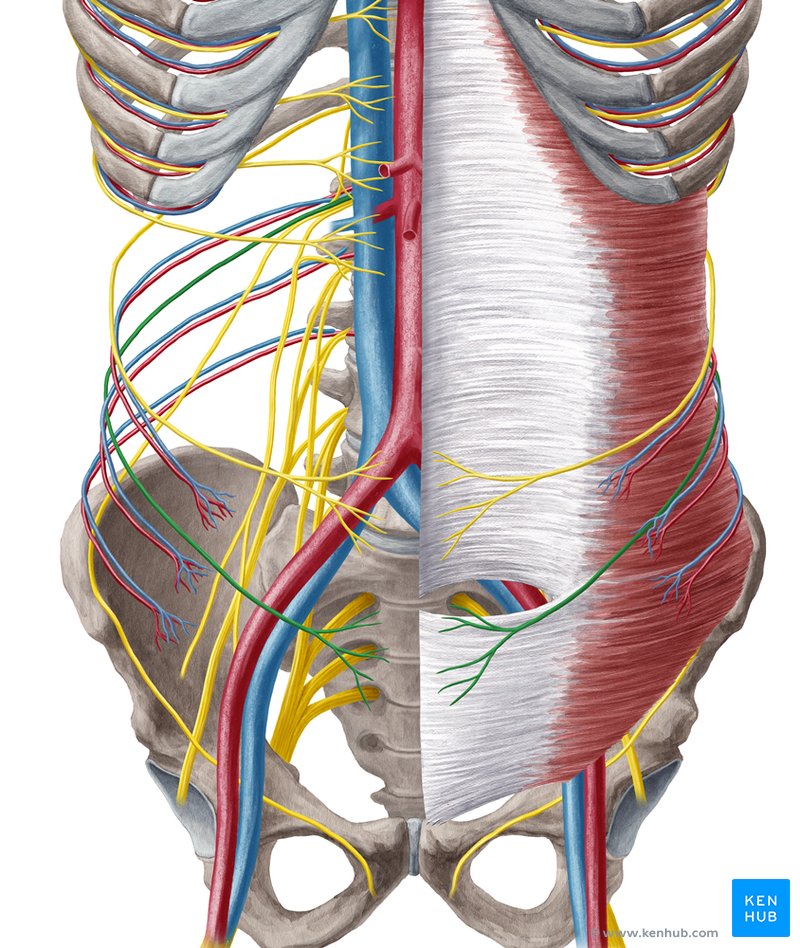 Iliohypogastric nerve: Anatomy, function and damage | Kenhub