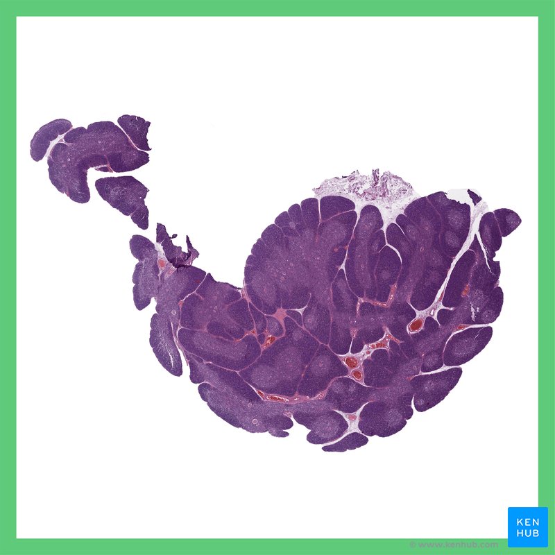 Thymus: Histology, features, cell types and anatomy | Kenhub