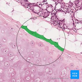 Perichondrium: Anatomical structure and function | Kenhub