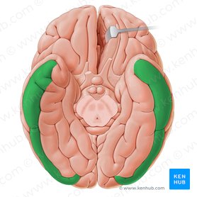 Temporal lobe: anatomy, functions and location | Kenhub
