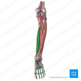 Flexor digitorum longus: Origin, insertion, action | Kenhub