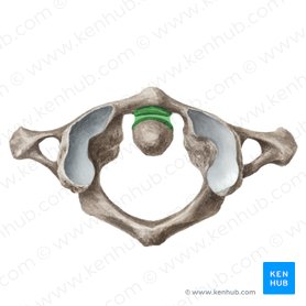 Anatomical structure of the atlas | Kenhub