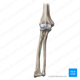 Radio y ulna (cúbito): Anatomía y funciones | Kenhub