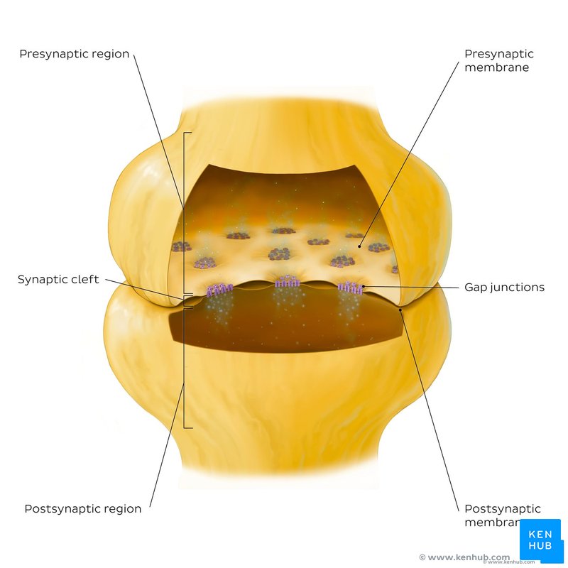 gap junctions electrical