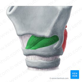 Kehlkopfmuskulatur - Anatomie, Innervation und Funktion | Kenhub