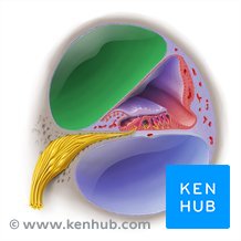 vestibular membrane function
