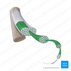 Tendon: Anatomical structure and function | Kenhub