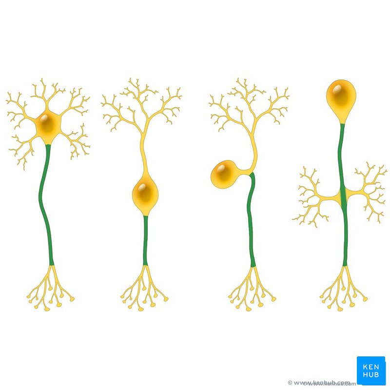 Axón: estructura y función | Kenhub