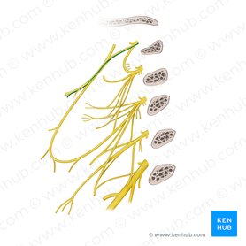 Plexo cervical: Origen, ramos, inervación | Kenhub