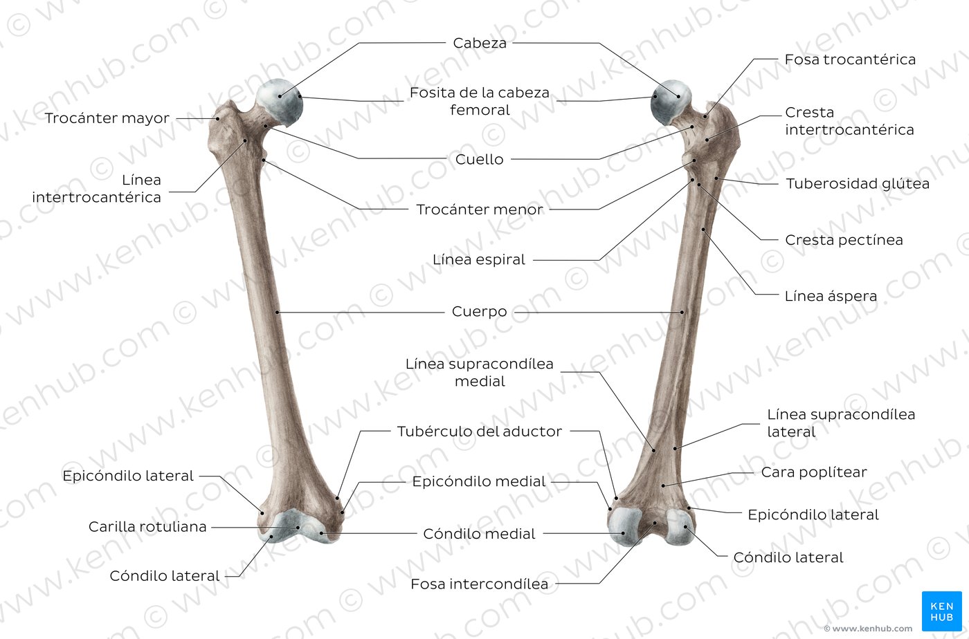 Fémur: Anatomía, partes, músculos | Kenhub