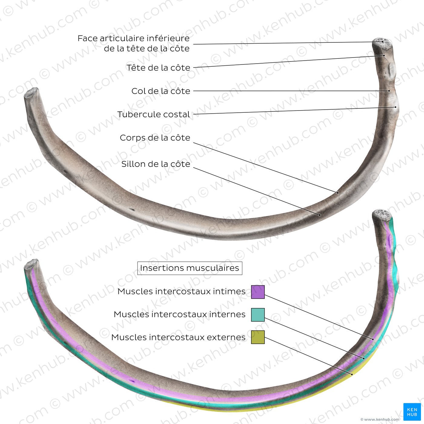 Cage thoracique : Anatomie et relations cliniques | Kenhub