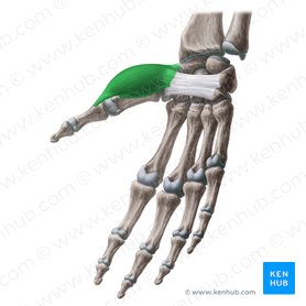 Thenar muscles: Anatomy, innervation and function | Kenhub