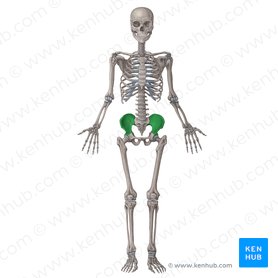 Ilium: anatomy and function | Kenhub