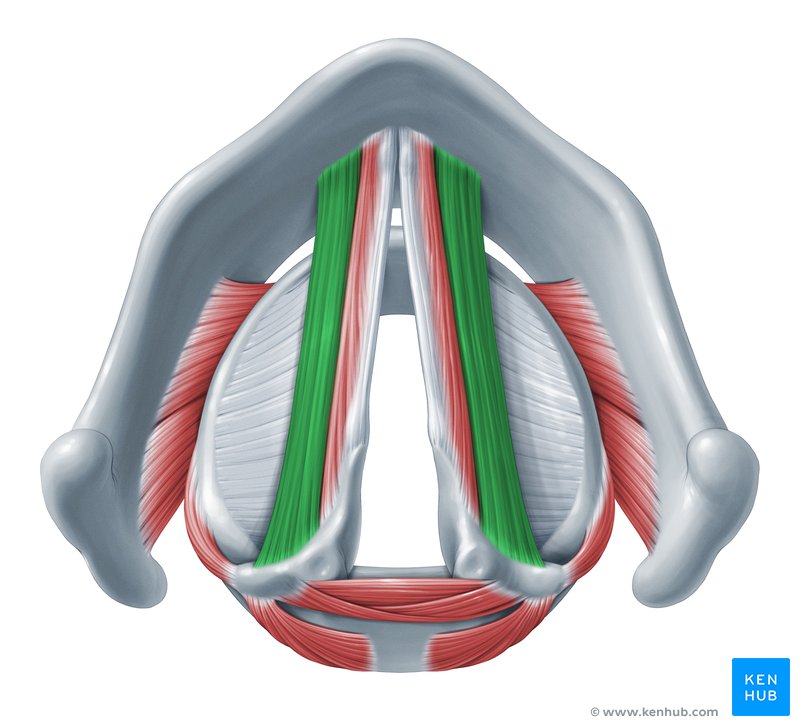 Thyroarytenoid: Origin, insertion, innervation, action | Kenhub