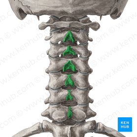 M. splenius - Anatomie & Funktion | Kenhub