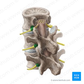 Anatomy of the back: Spine and back muscles | Kenhub