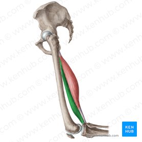 Semimembranosus: Origin, insertion, action, innervation | Kenhub