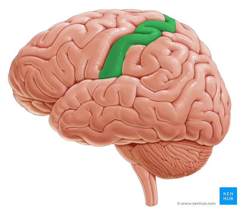 cerebral cortex kenhub