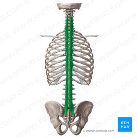 Musculus multifidus - Anatomie, Funktion & Klinik | Kenhub