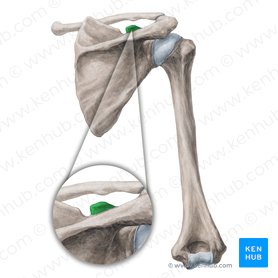 Coracoid process: Anatomy, attachments and location | Kenhub