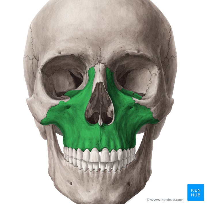 Maxilla (Oberkiefer): Anatomie, Aufbau und Funktion | Kenhub