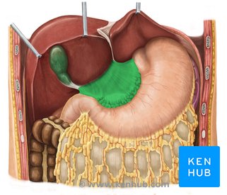 Omental bursa: Anatomy, contents and clinical aspects | Kenhub