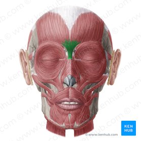 Facial muscles: Anatomy, function and clinical cases | Kenhub