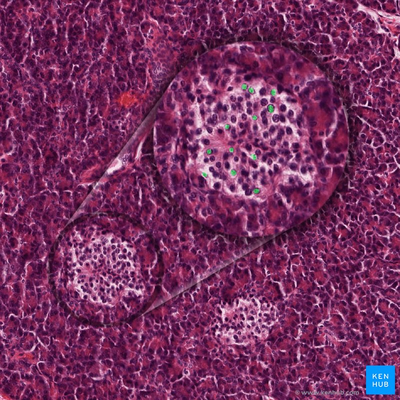 Alpha cells: Anatomy, histology and function | Kenhub