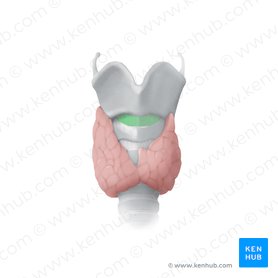 Cricoarytenoid and cricothyroid joints: Anatomy | Kenhub