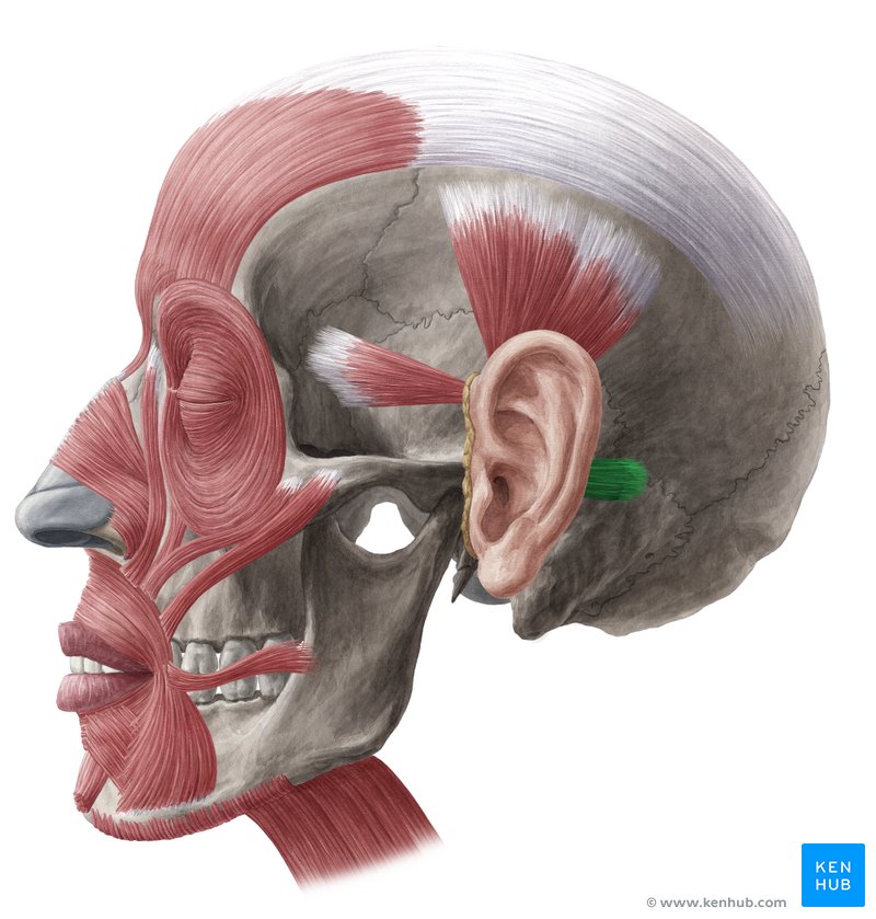 Musculus auricularis posterior: Anatomie und Funktion | Kenhub