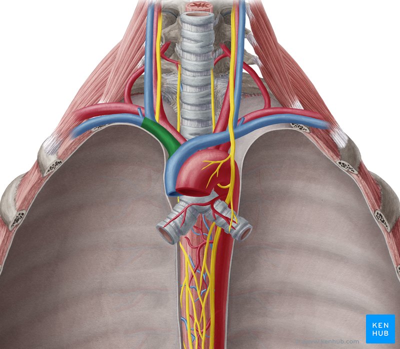Vena brachiocephalica - Anatomie, Funktion & Klinik | Kenhub