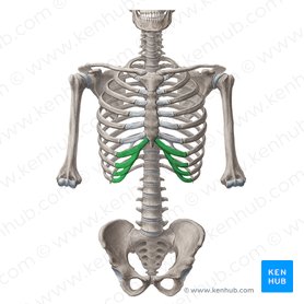 Costal margin: Anatomical structure and function | Kenhub