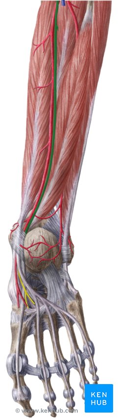 posterior tibial nerve supply