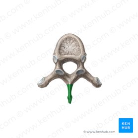 Lendenwirbelsäule (LWS) - Anatomie, Aufbau und Gelenke | Kenhub