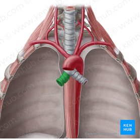 Respiratory system: Anatomy and functions | Kenhub
